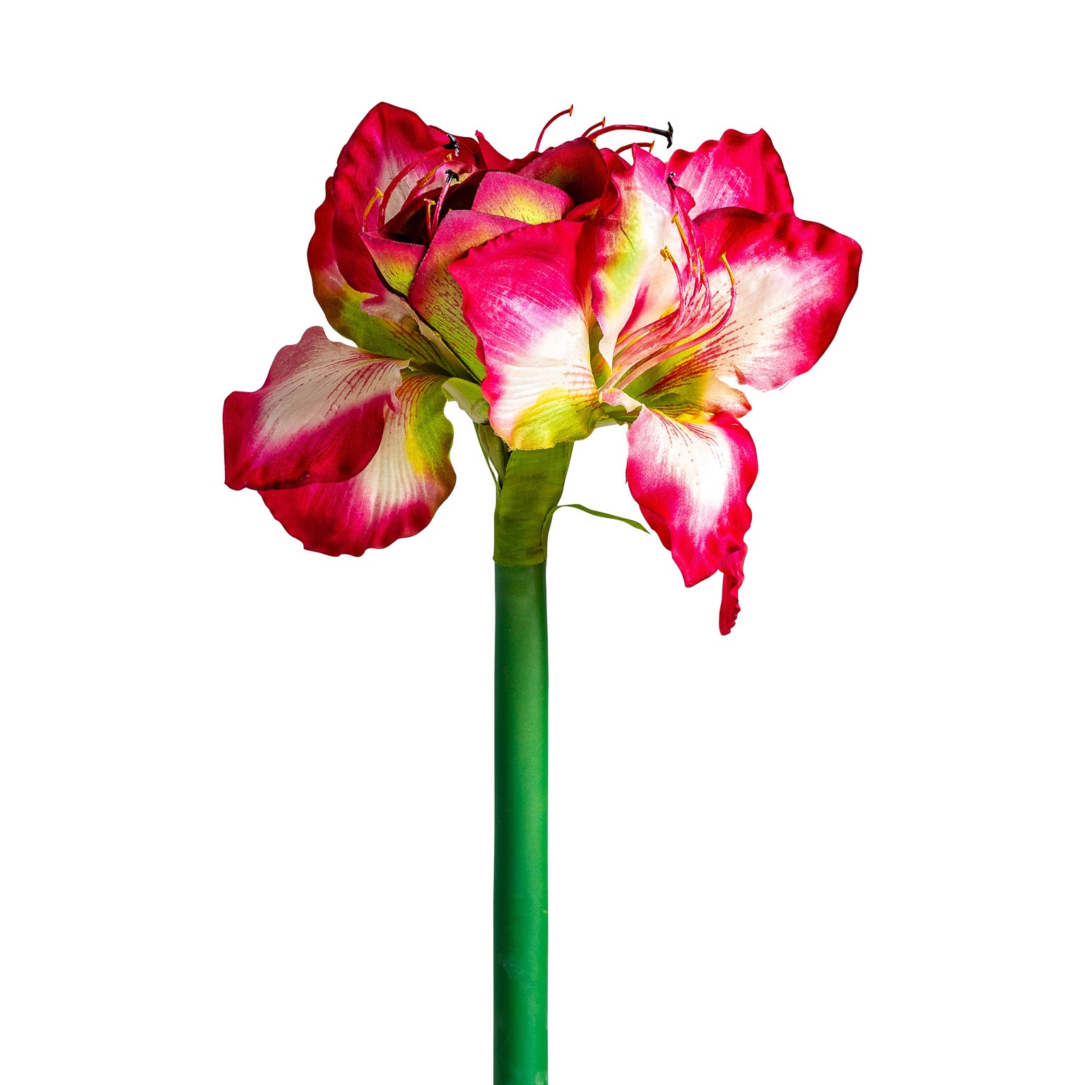 Amaryllis Flower in Fuchsia Colour, Classic style, made of Plastic ...